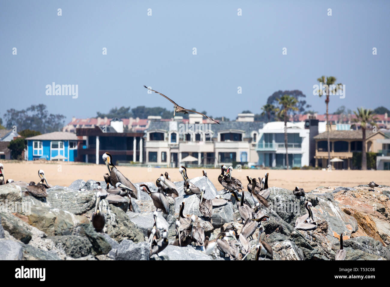 Pelicans roost and nest on rocks around the edge of the bay Stock Photo ...