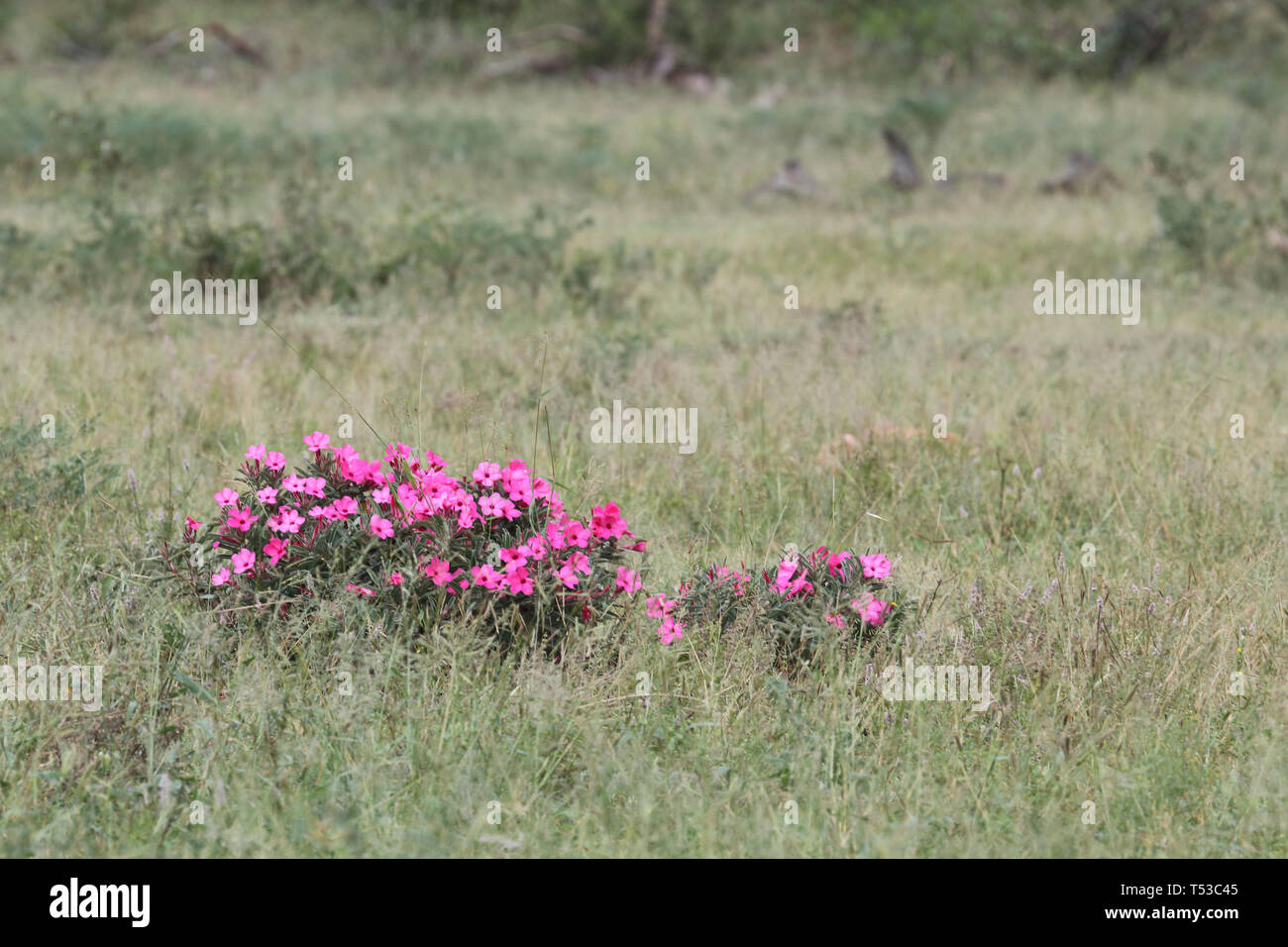 Wüstenrose / Impala lily / Adenium obesum Stock Photo - Alamy