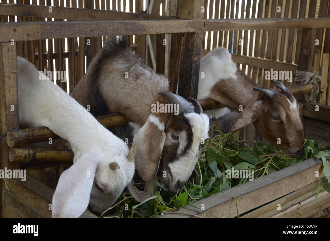 Goat Eating Lunch