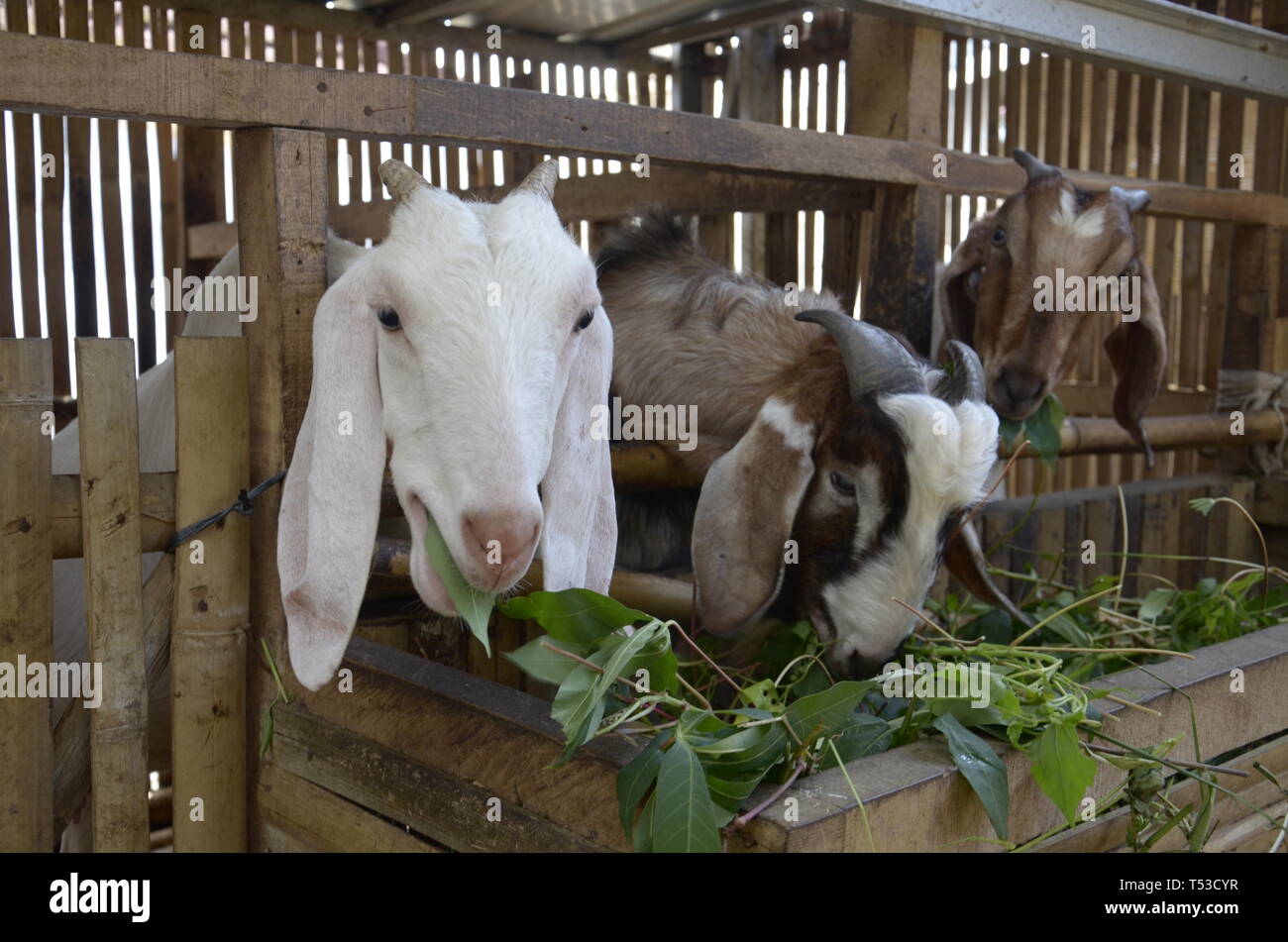 Goat eating leaf hi-res stock photography and images - Alamy