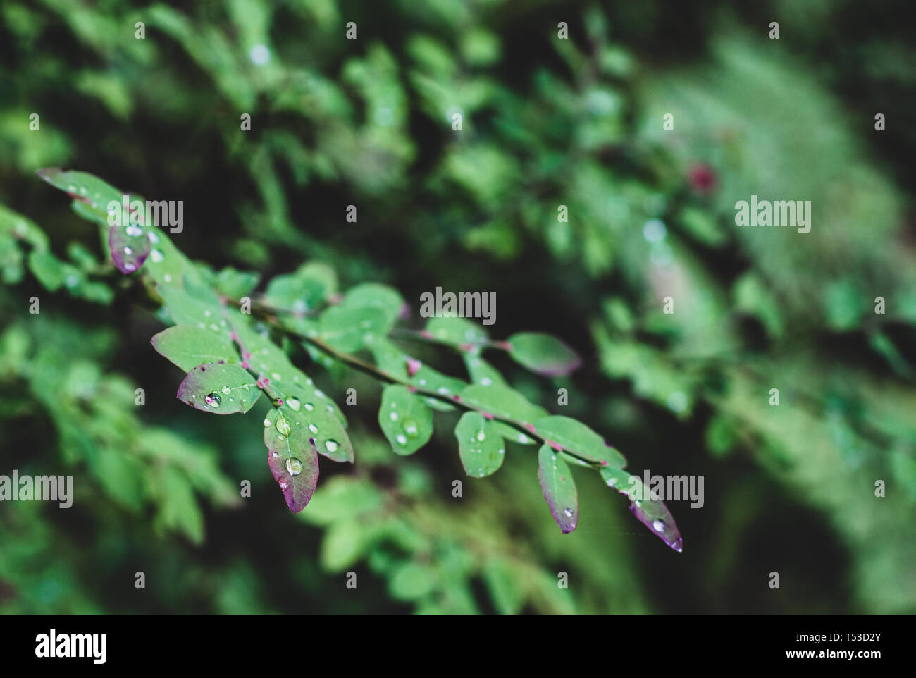 Wet Green forest floor leaves growing on a shrub after the rain Stock ...