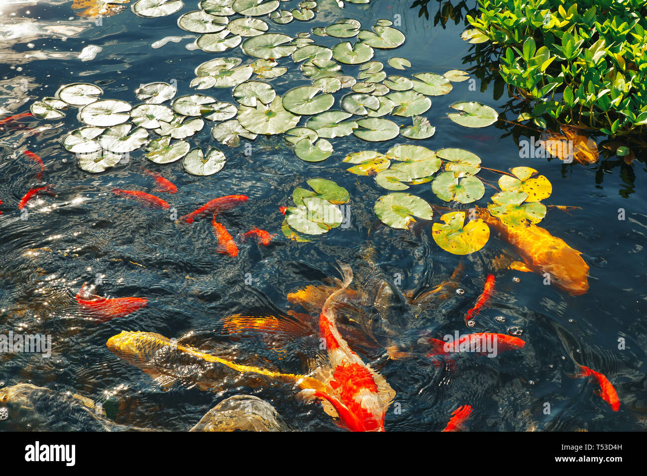 Colorful decorative fish float in an pond Stock Photo - Alamy