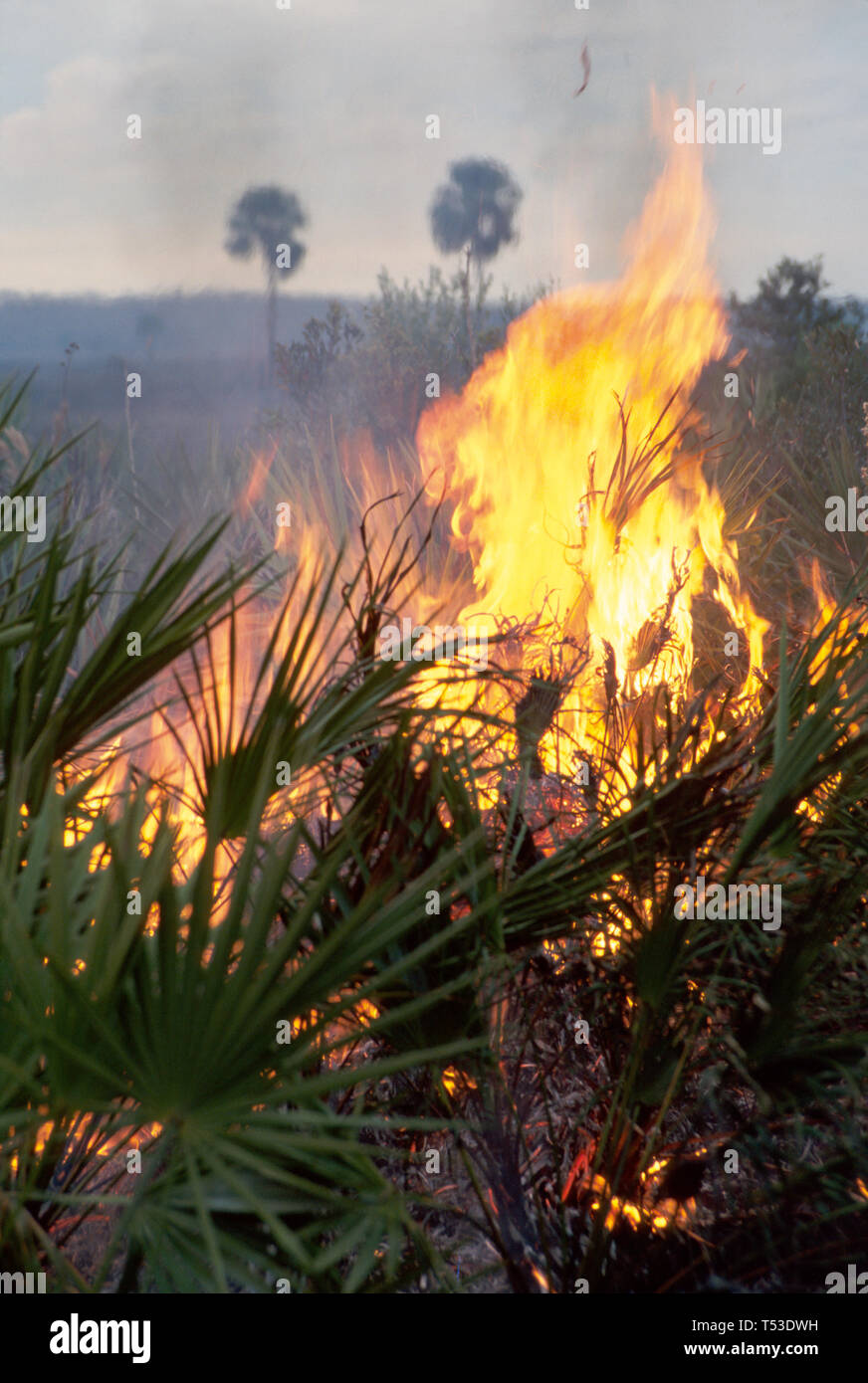Florida everglades national park prairie fire dry season flames smoke ...