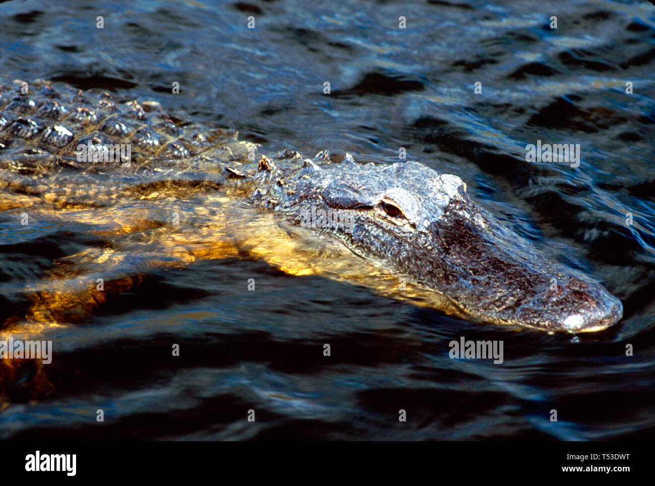 Florida Everglades Miccosukee Seminole Indian Reservation,Native ...