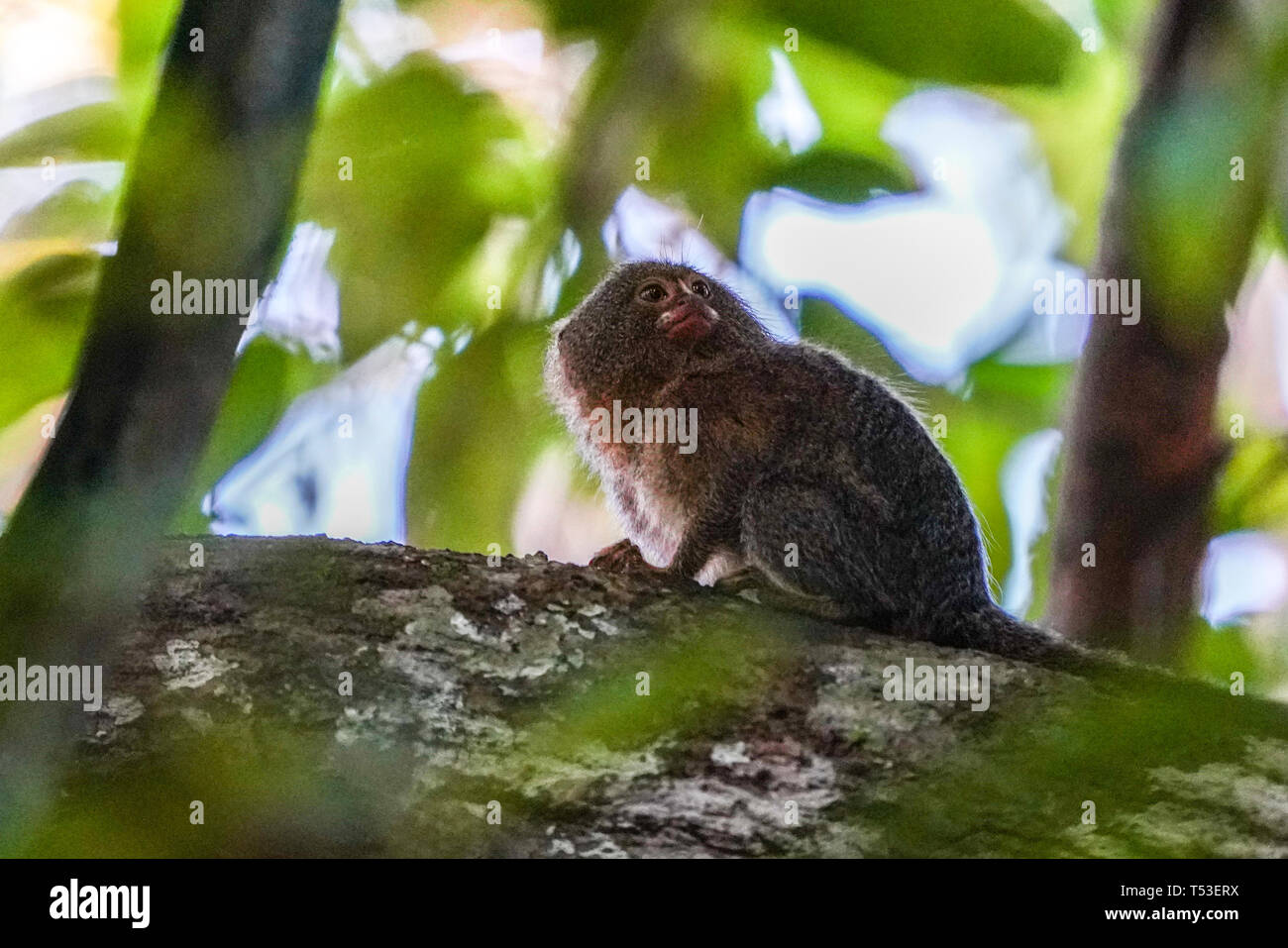 The pygmy marmoset, Cebuella pygmea, also known as small lion monkey ...
