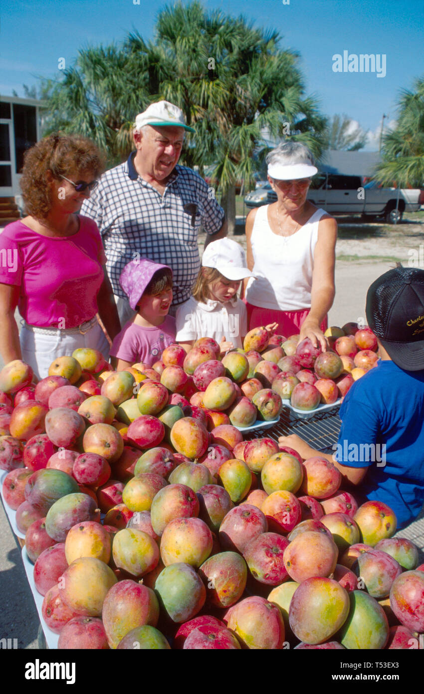Inspect locally grown mangos hi-res stock photography and images - Alamy