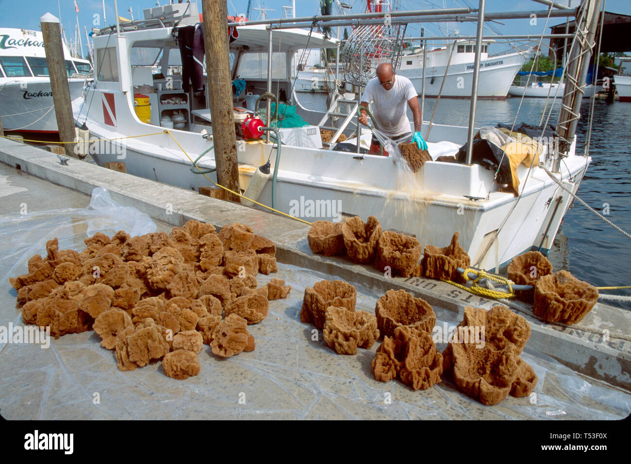 Anclote River Greek Commercial Sponge Diver Cleans Grass Sponges High ...