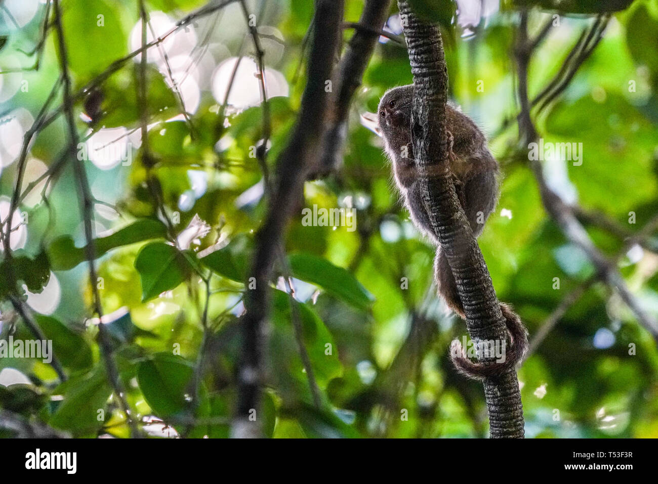 The pygmy marmoset, Cebuella pygmea, also known as small lion monkey ...