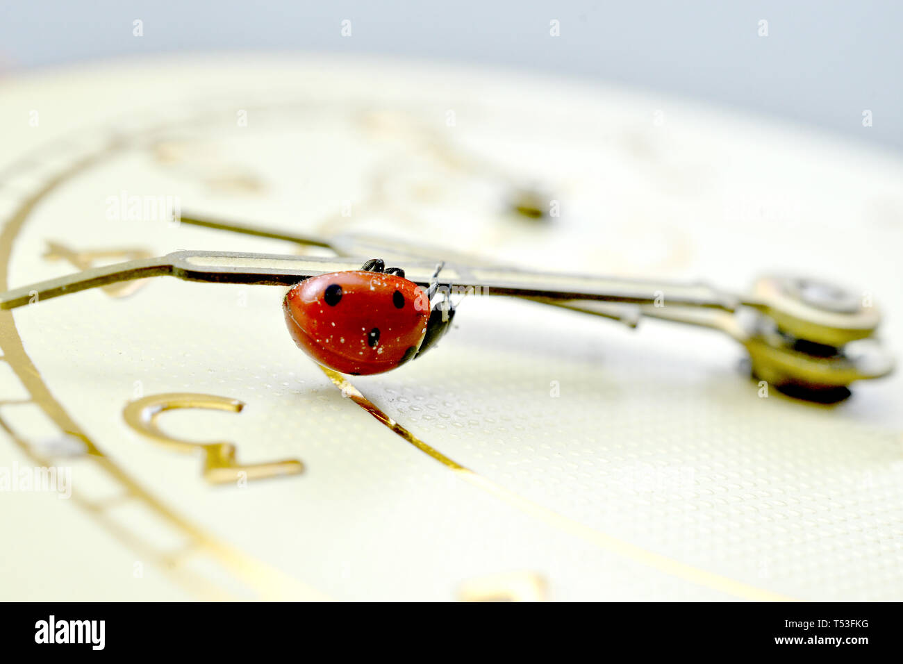 Ladybug on an old clock surface., time concept Stock Photo - Alamy