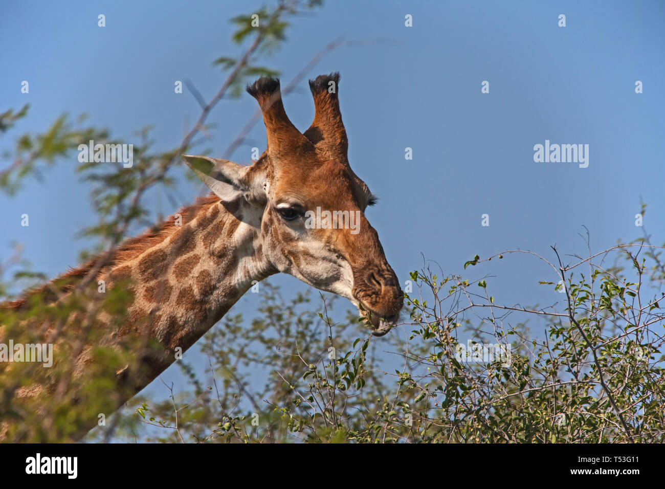 Giraffe ecology hi-res stock photography and images - Alamy