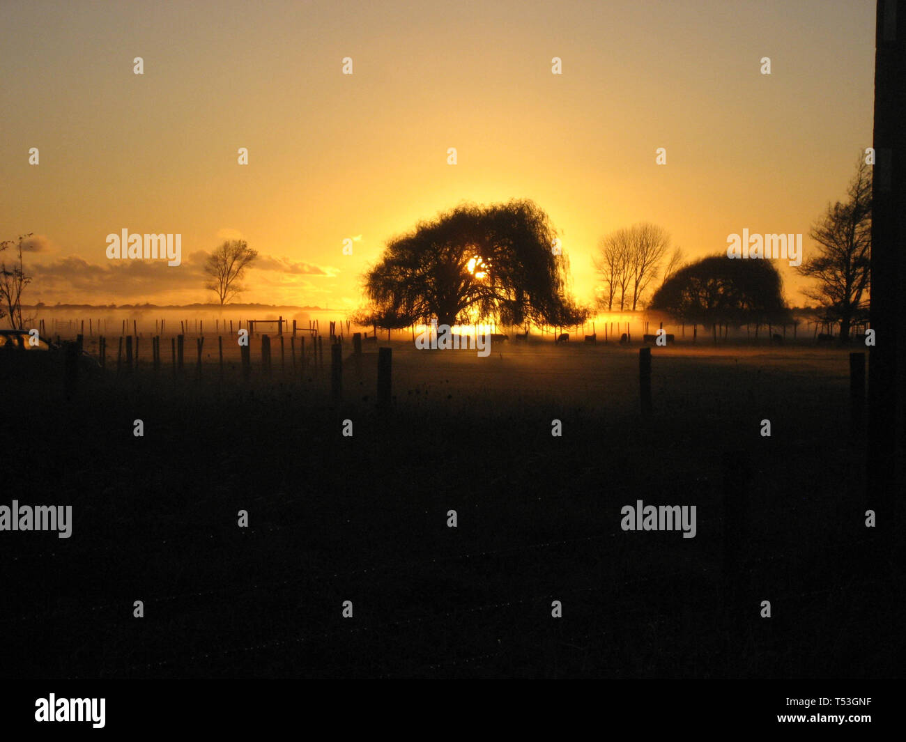 Sun behind tree hi-res stock photography and images - Alamy