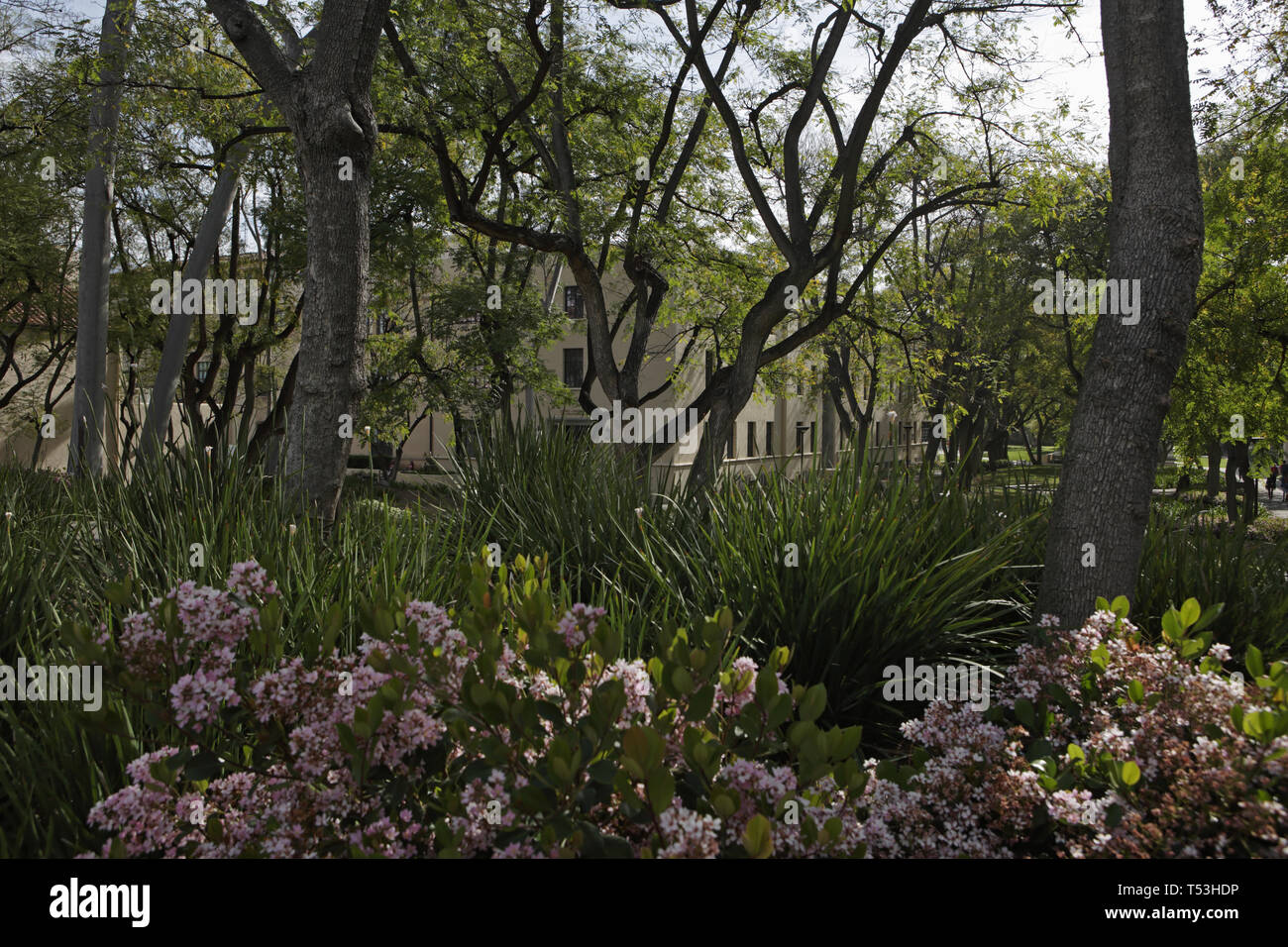 Caltech campus series, gardens and Thomas Laboratory Stock Photo - Alamy