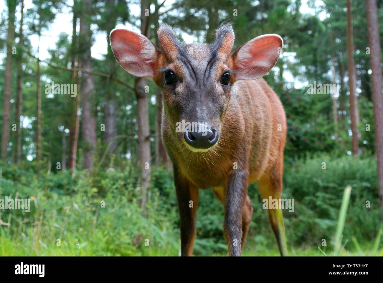 Reeve's Muntjac Deer pictured in Elveden Forest, Suffolk Stock Photo ...