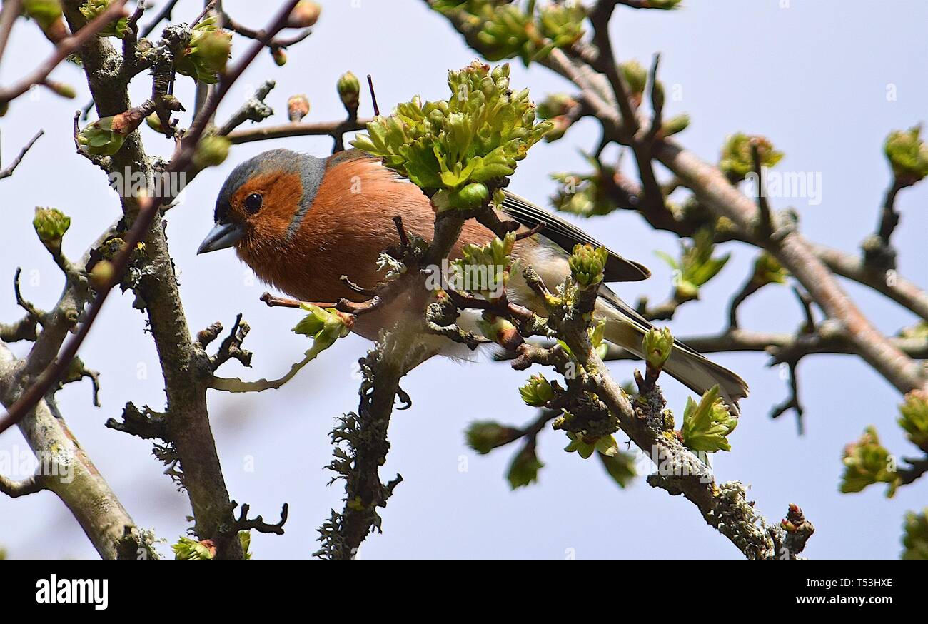 Cliff finch hi-res stock photography and images - Alamy
