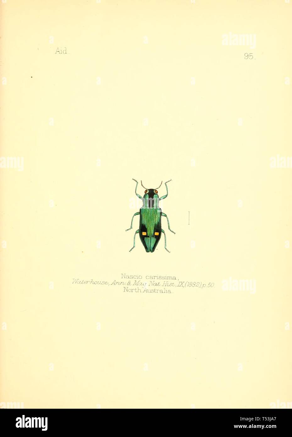 Beautiful vintage hand drawn illustrations of exotic insects &moths ...