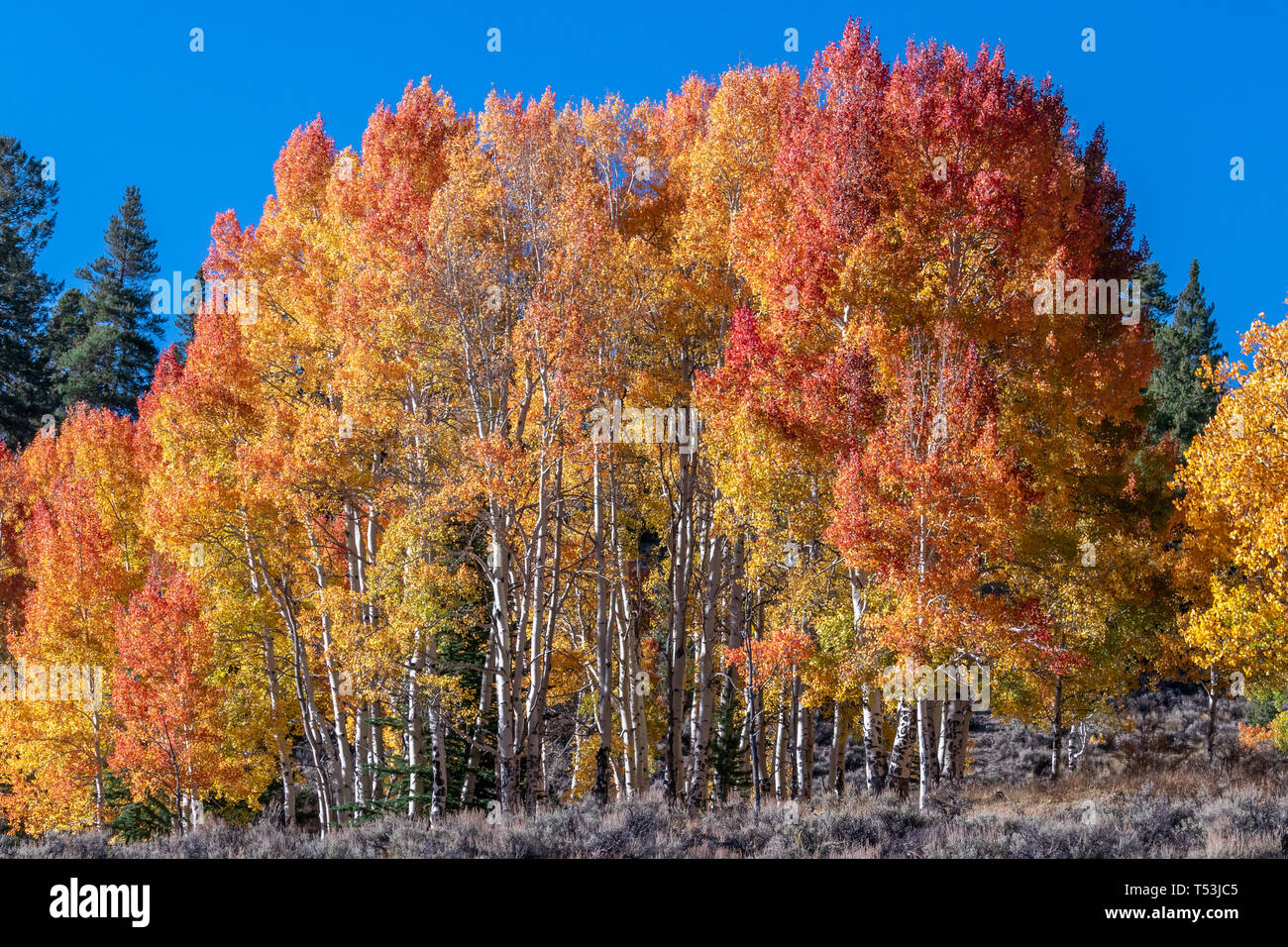 Row of aspen trees hi-res stock photography and images - Alamy