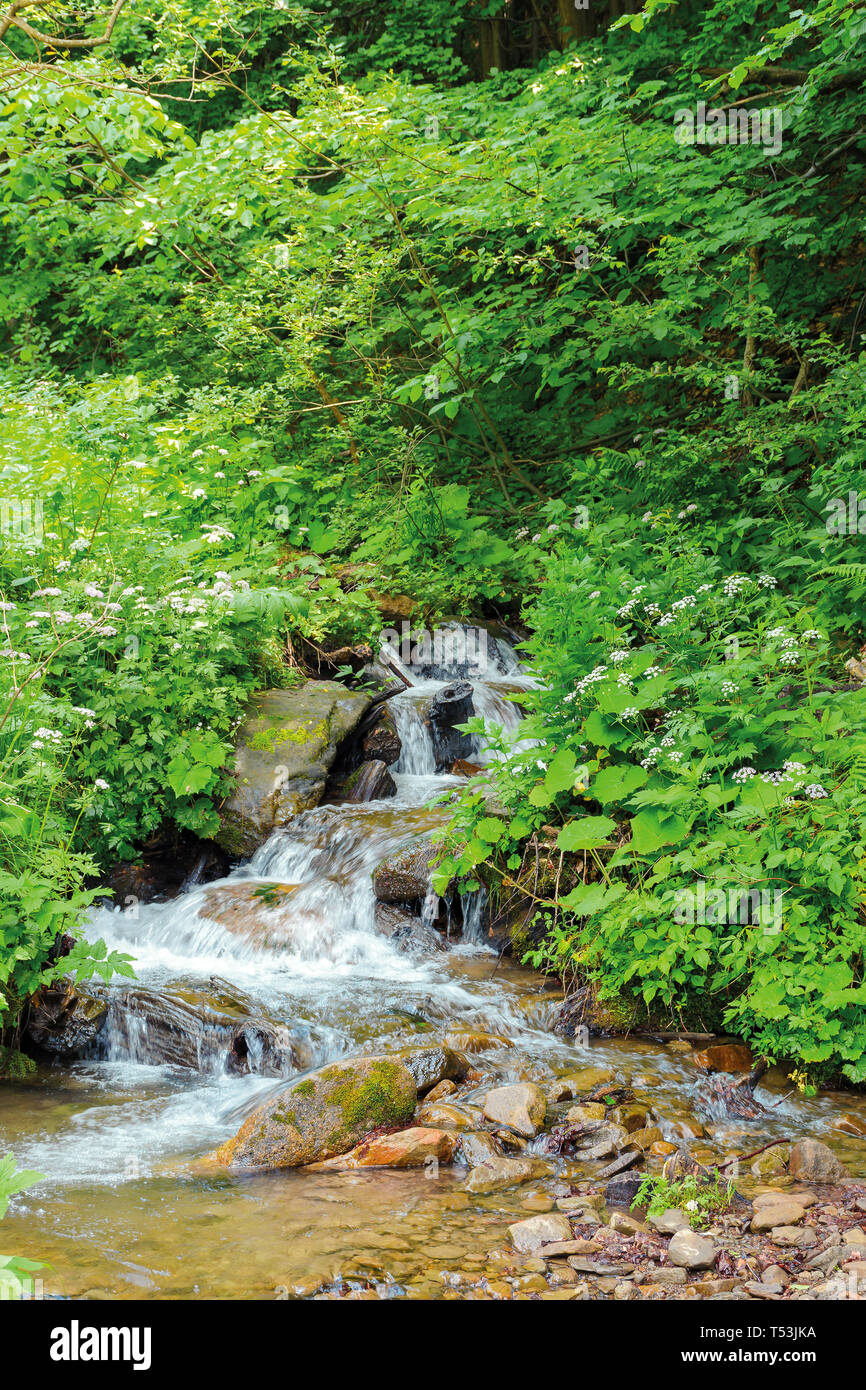 wild stream in the forest shade. beautiful summer nature scenery in the ...