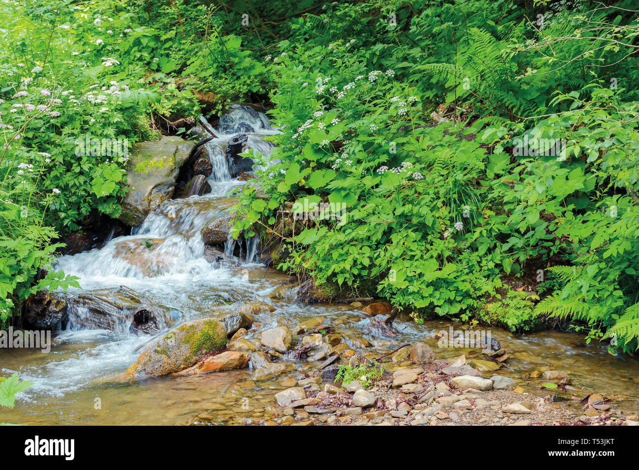 wild stream with cascades in the forest shade. beautiful summer nature ...
