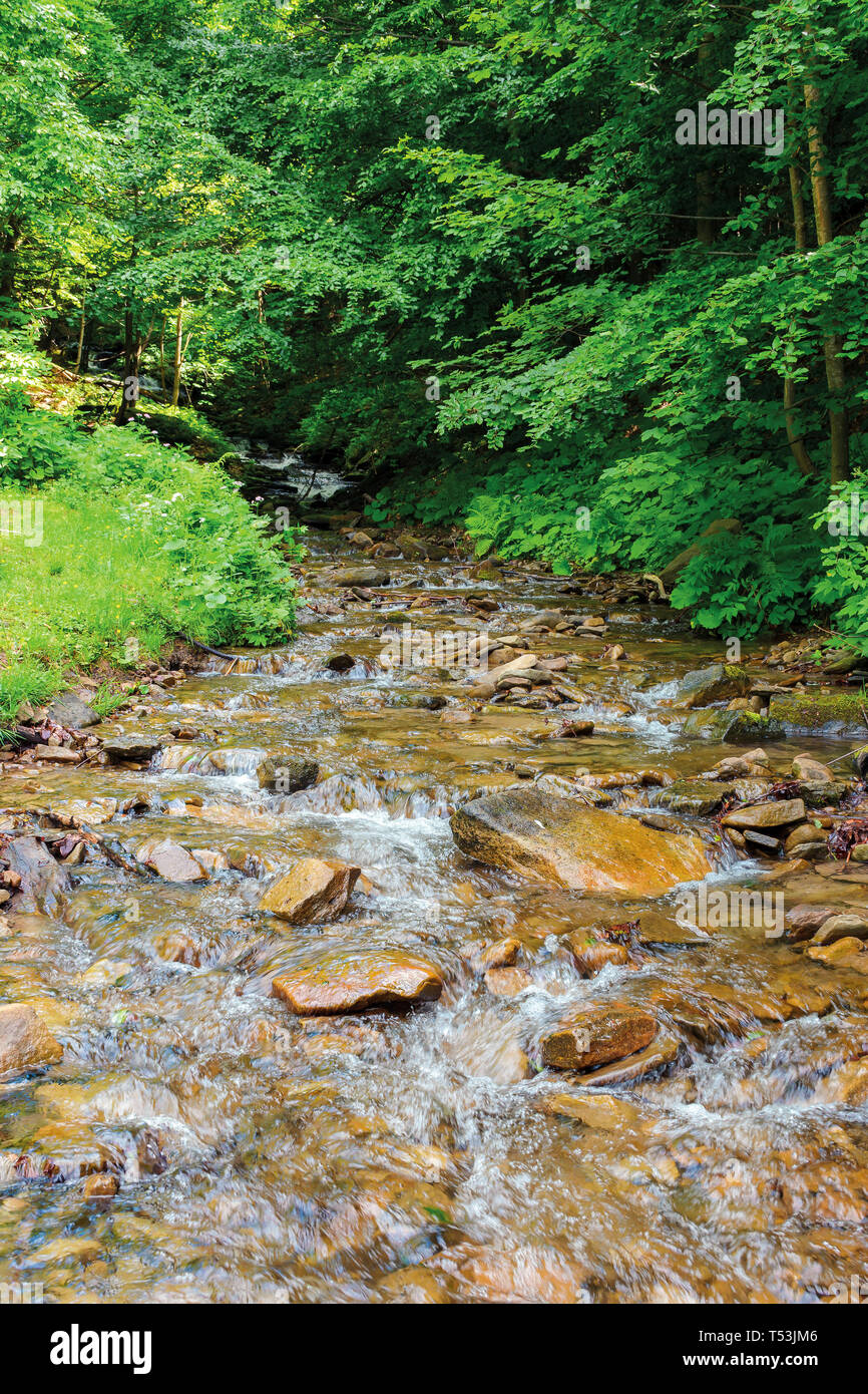 wild stream in the deep ancient beech forest. beautiful summer nature ...