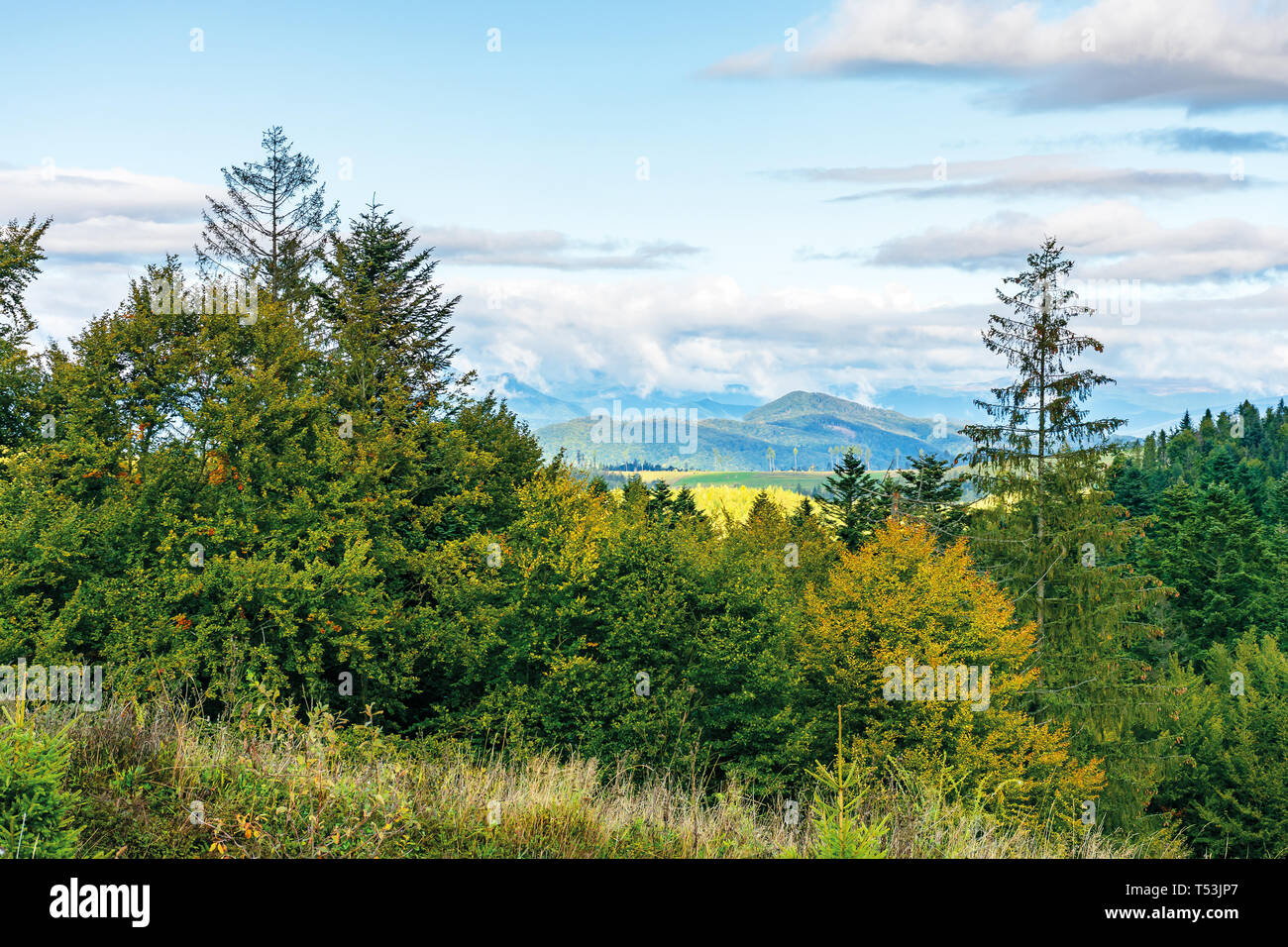 Mixed evergreen forest hi-res stock photography and images - Alamy