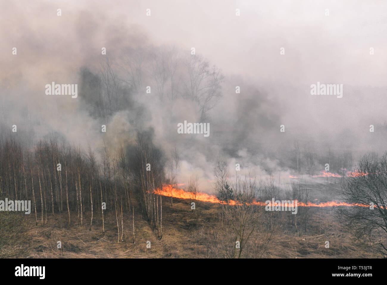 Strong forest fire. Burning grass and trees. Dry grass, smoke and ...
