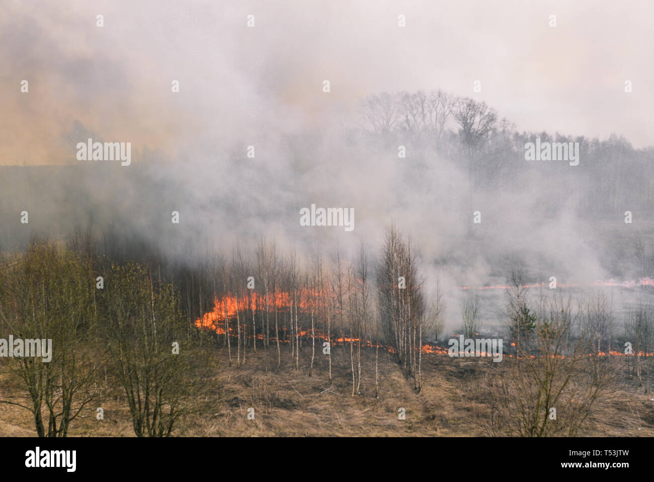 Damage and destroy large trees hi-res stock photography and images - Alamy