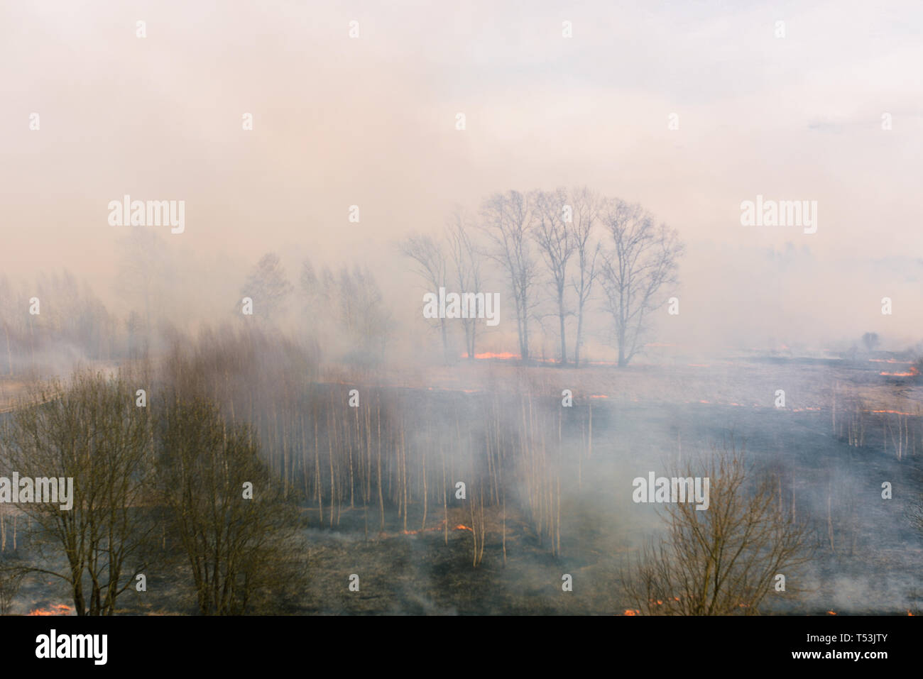 The consequences of a forest fire. Burnt trees and grass. Smoke and ...