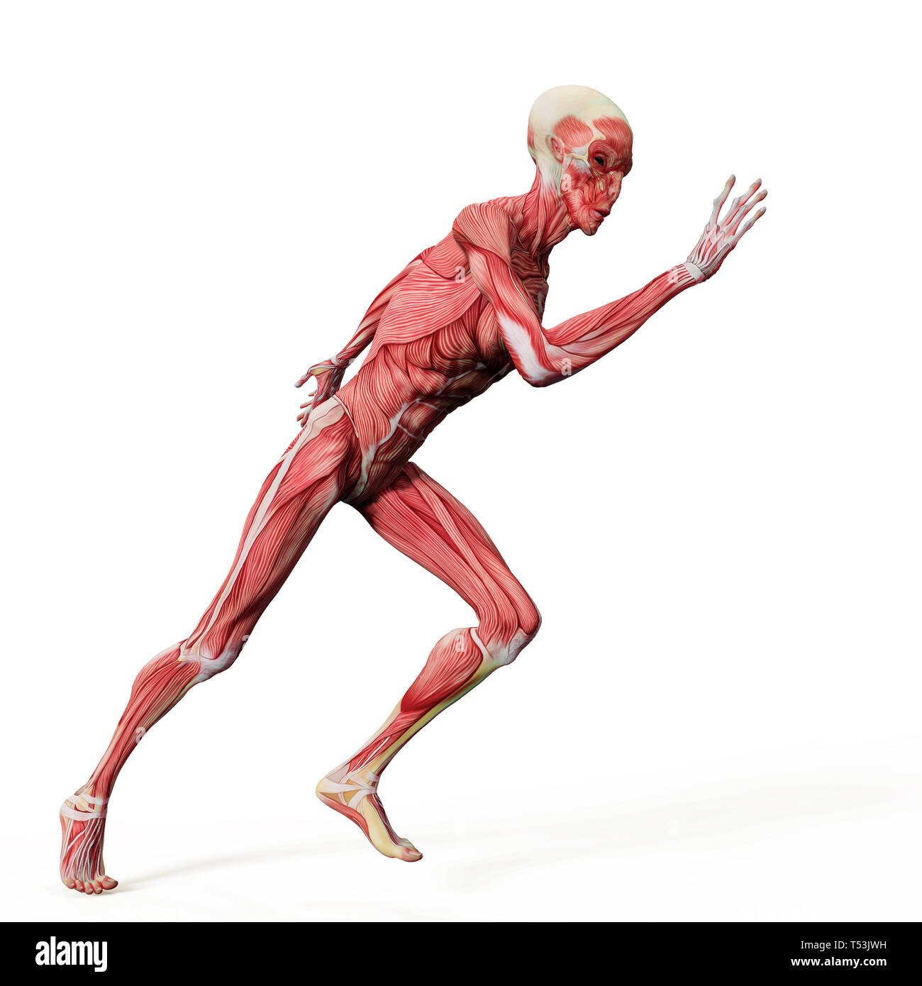 alien muscle maps on white background will put some live in yours ...