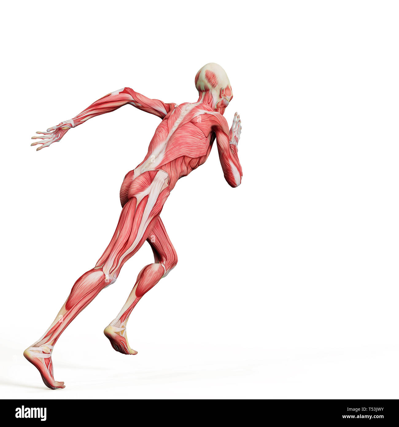 alien muscle maps on white background will put some live in yours ...