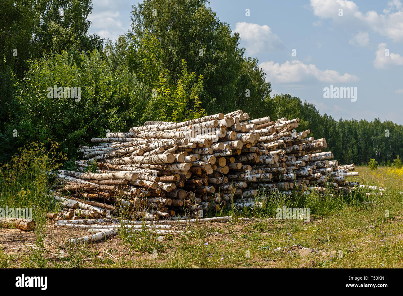 Bunch of logs stacked up, Stack of cut trees near the forest Stock ...