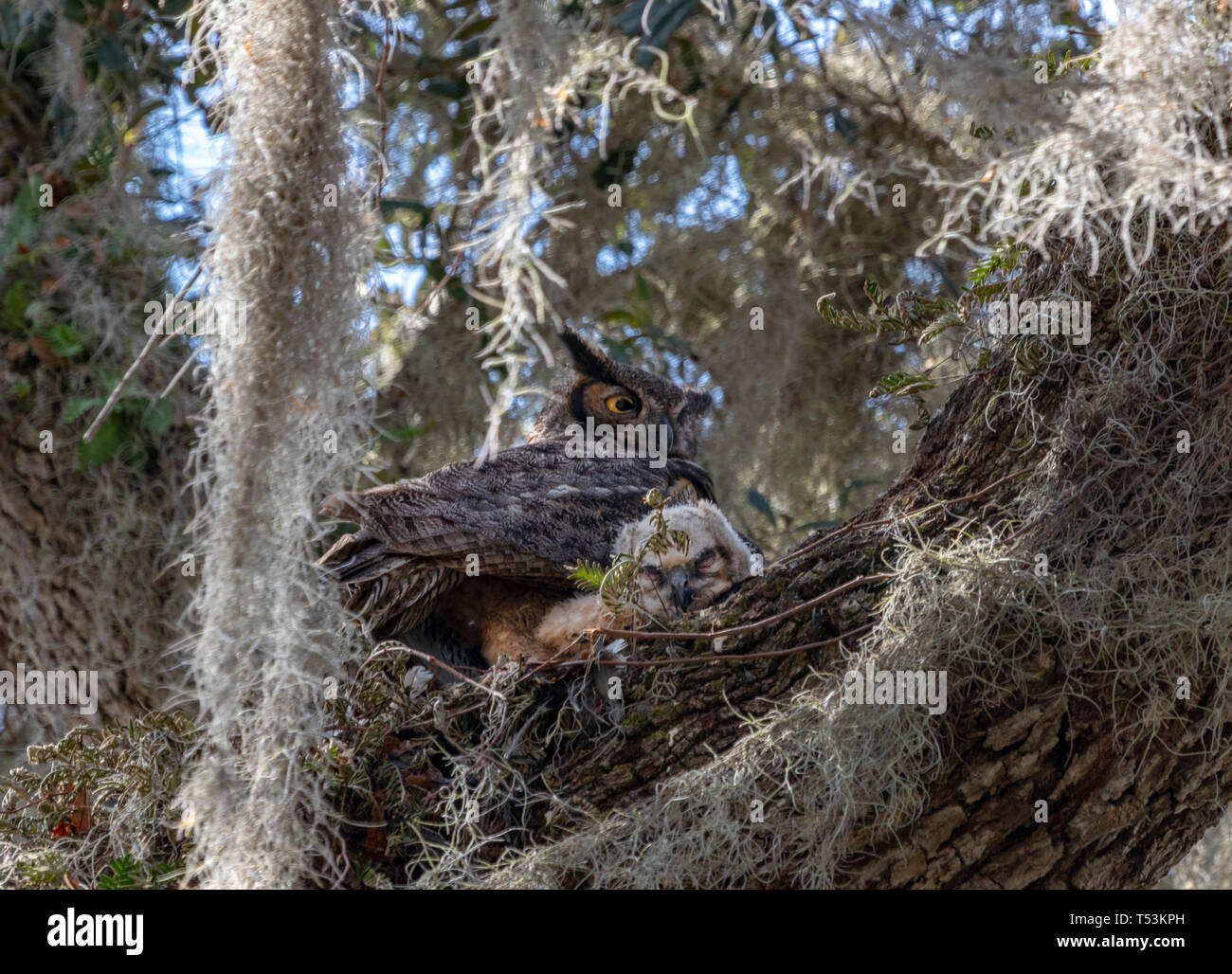 Female Great Horned owl (Bubo viginianus) in the wild with her owlets ...