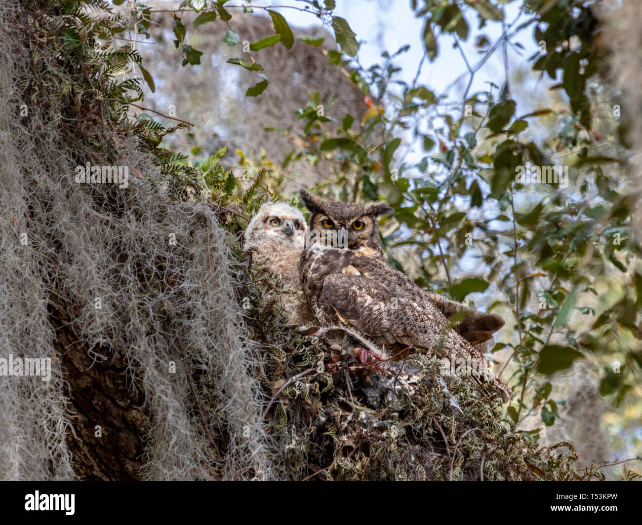 Baby owl mother hi-res stock photography and images - Alamy