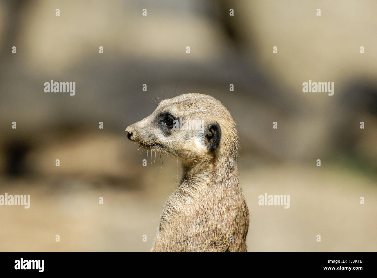 Animals in the Zoo Stock Photo - Alamy