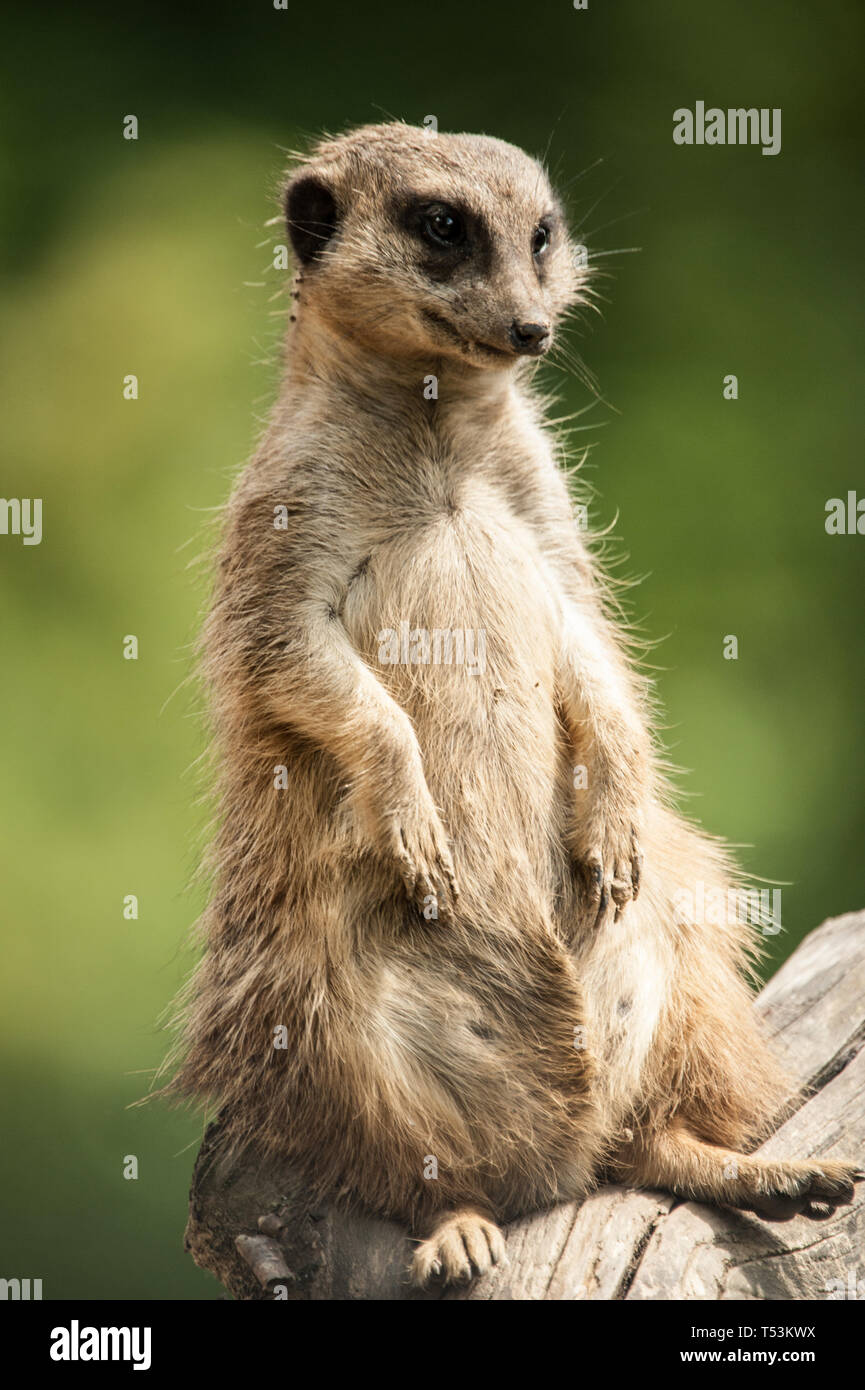 Animals in the Zoo Stock Photo - Alamy