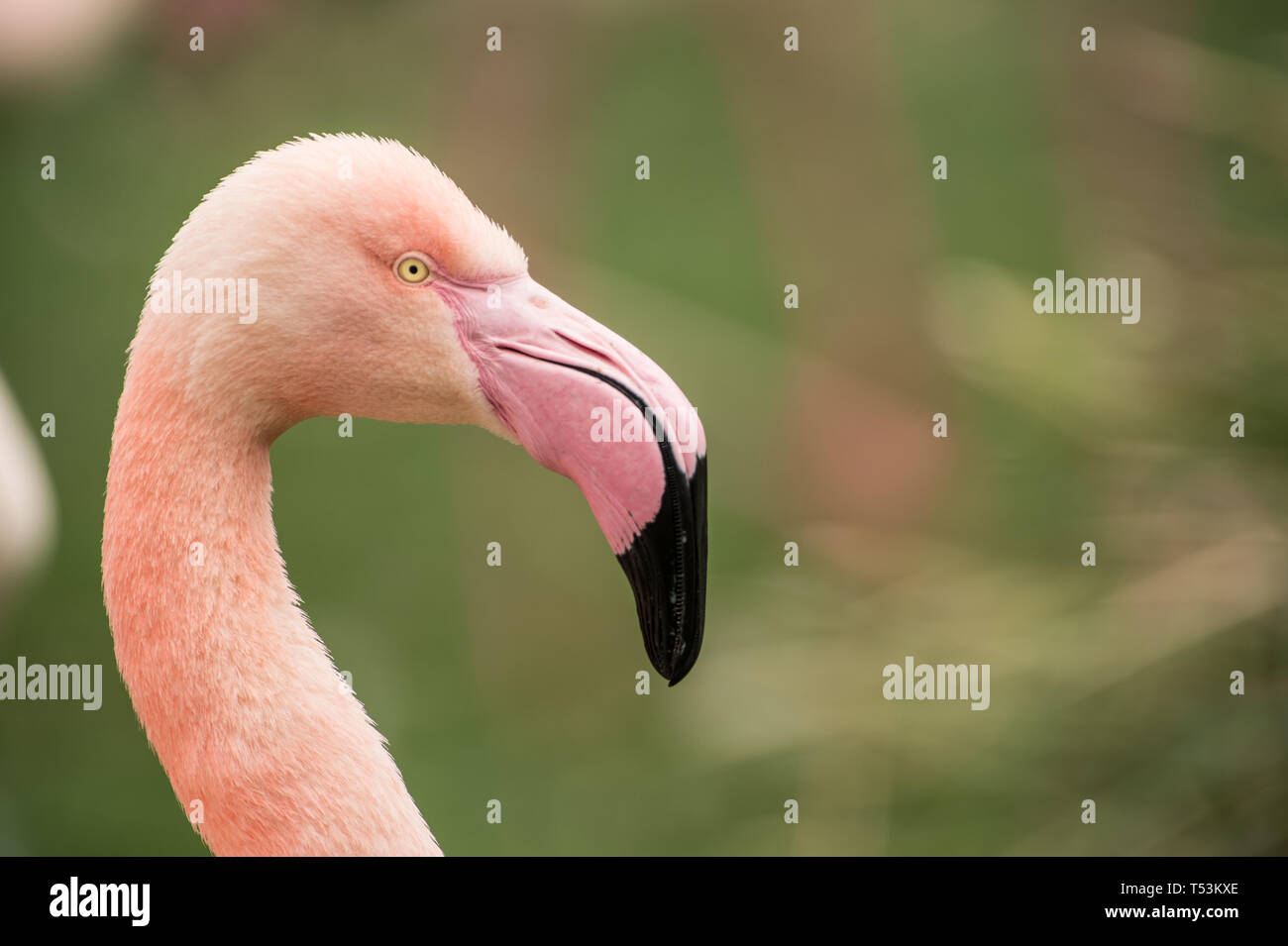 Zoo observation hi-res stock photography and images - Alamy