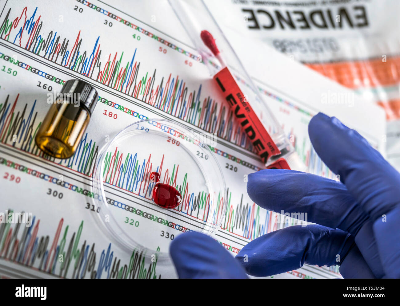 Police expert examines blood sample disk petri in search of DNA test ...