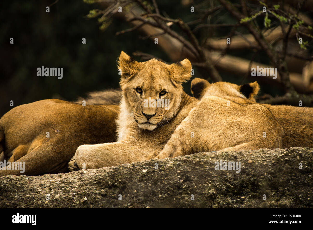 Animals in the Zoo Stock Photo - Alamy