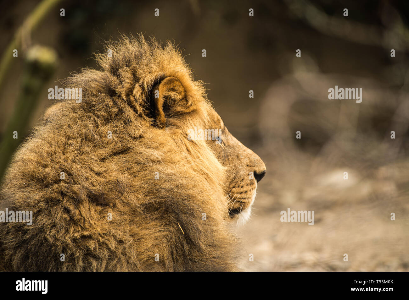 Animals in the Zoo Stock Photo - Alamy