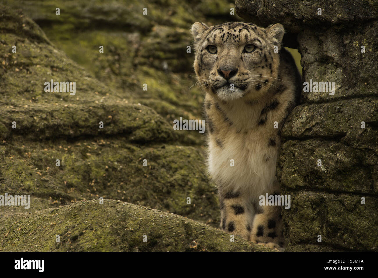 Animals in the Zoo Stock Photo - Alamy