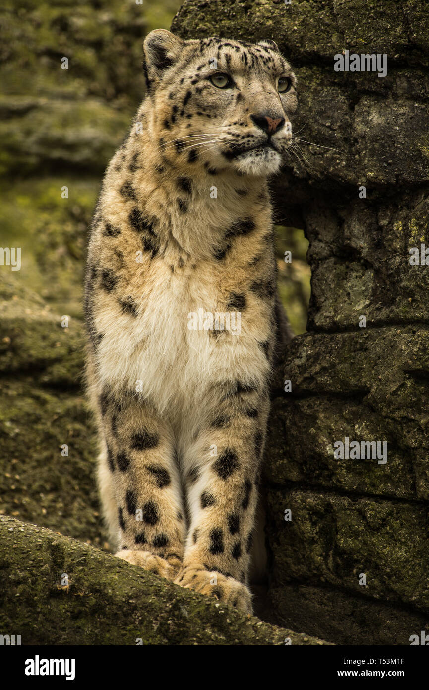 Zoo biodiversity hi-res stock photography and images - Alamy