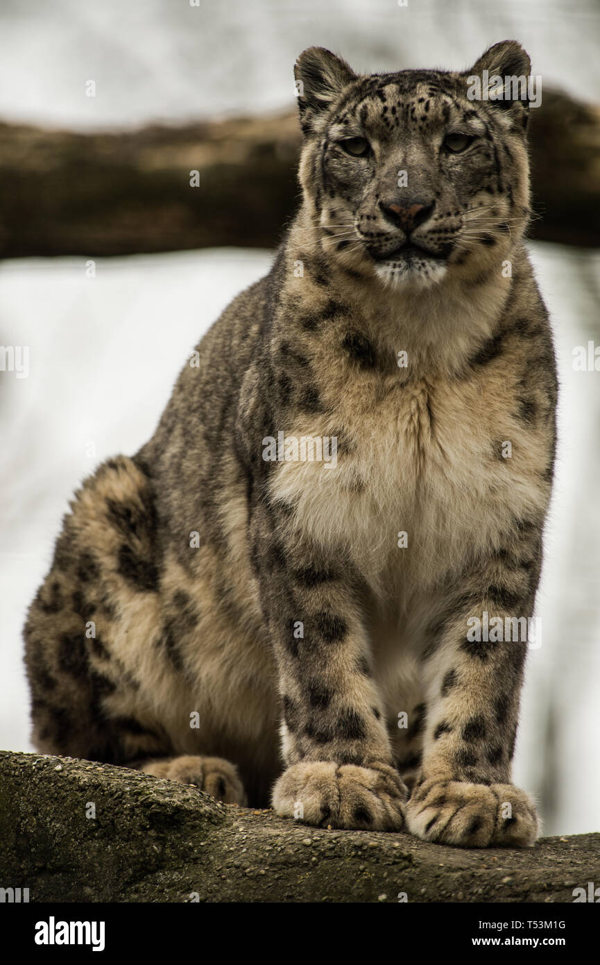 Animals in the Zoo Stock Photo - Alamy