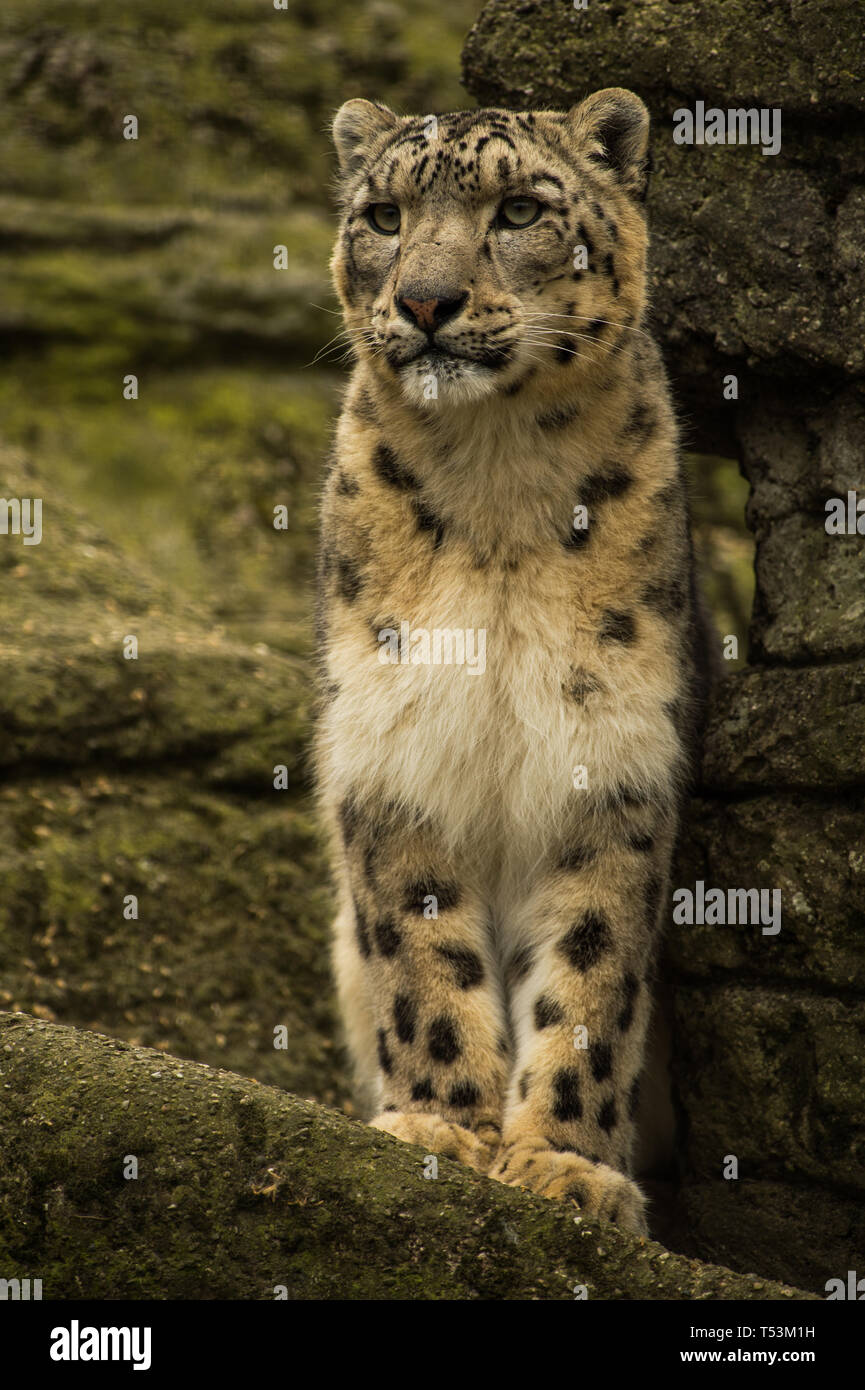 Zoo biodiversity hi-res stock photography and images - Alamy