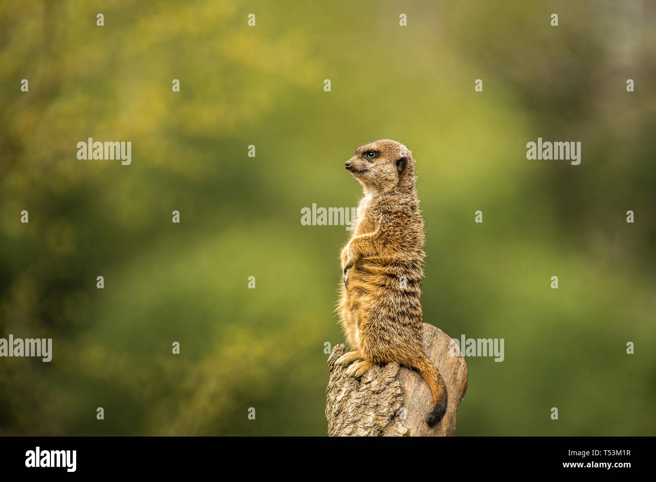 Animals in the Zoo Stock Photo - Alamy