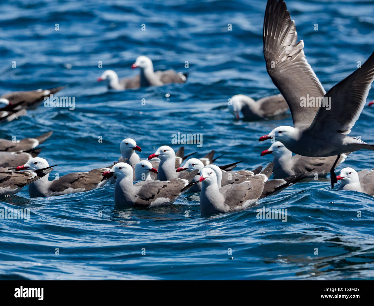 Isla rasa hi-res stock photography and images - Alamy