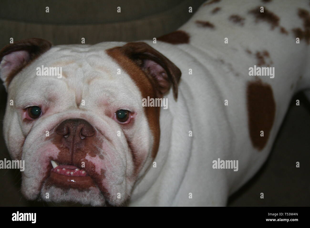 Portrait of a gruff dog Stock Photo - Alamy