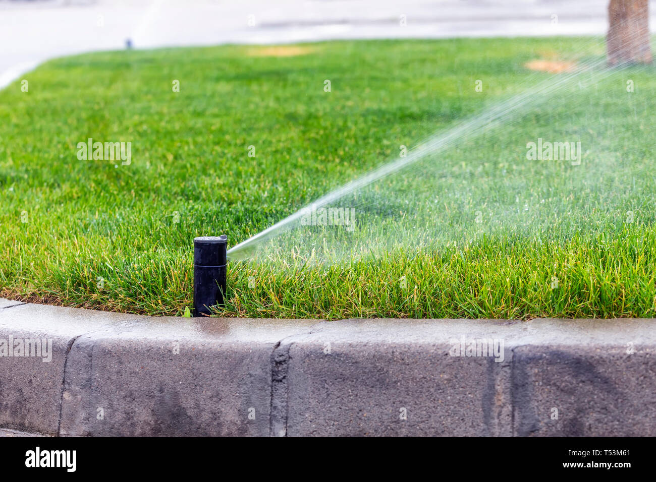 Lawn Sprinkler Head Spraying Water