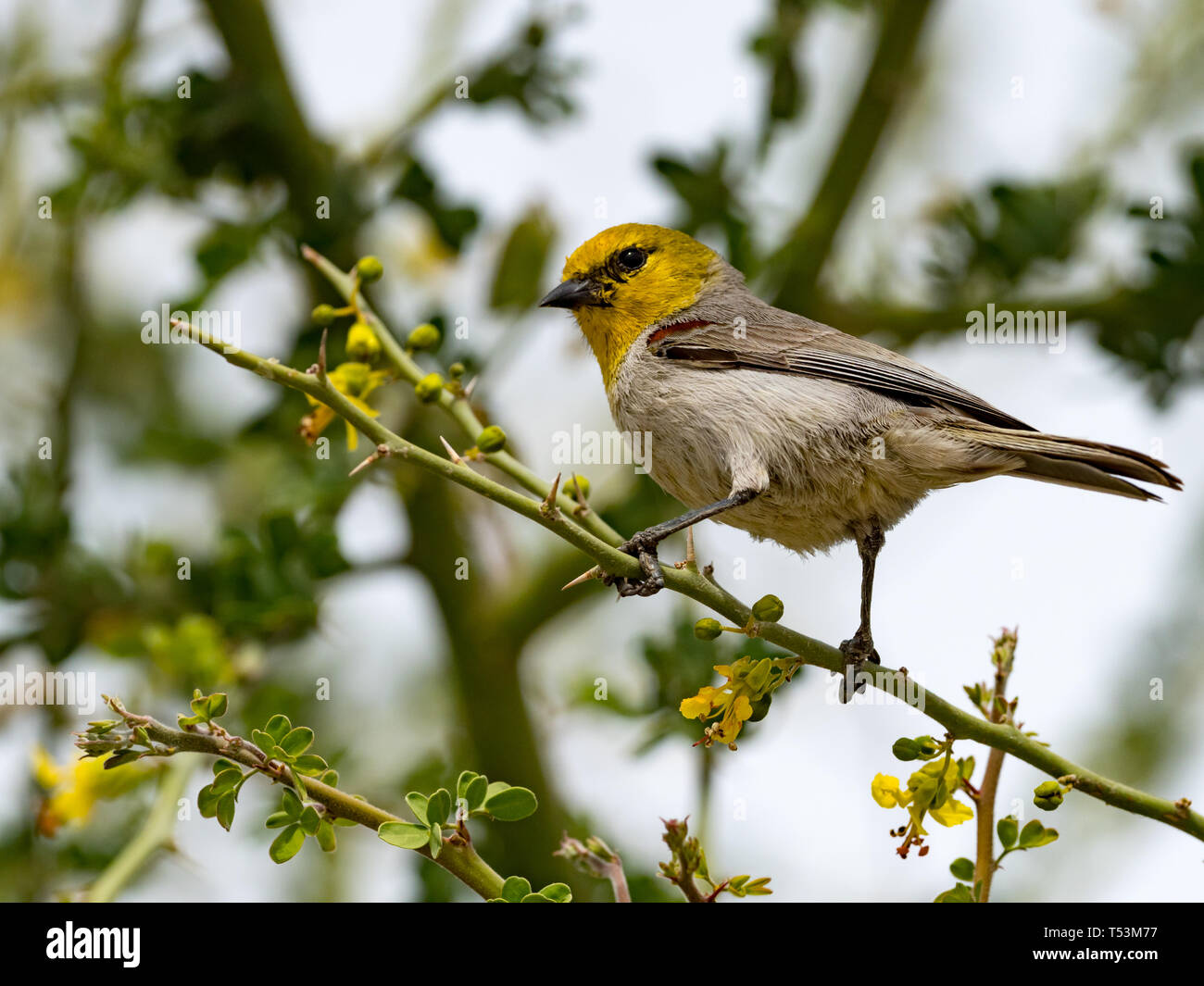 Verdin, Auriparus flaviceps, a common desert bird of the Baja Peninsula ...