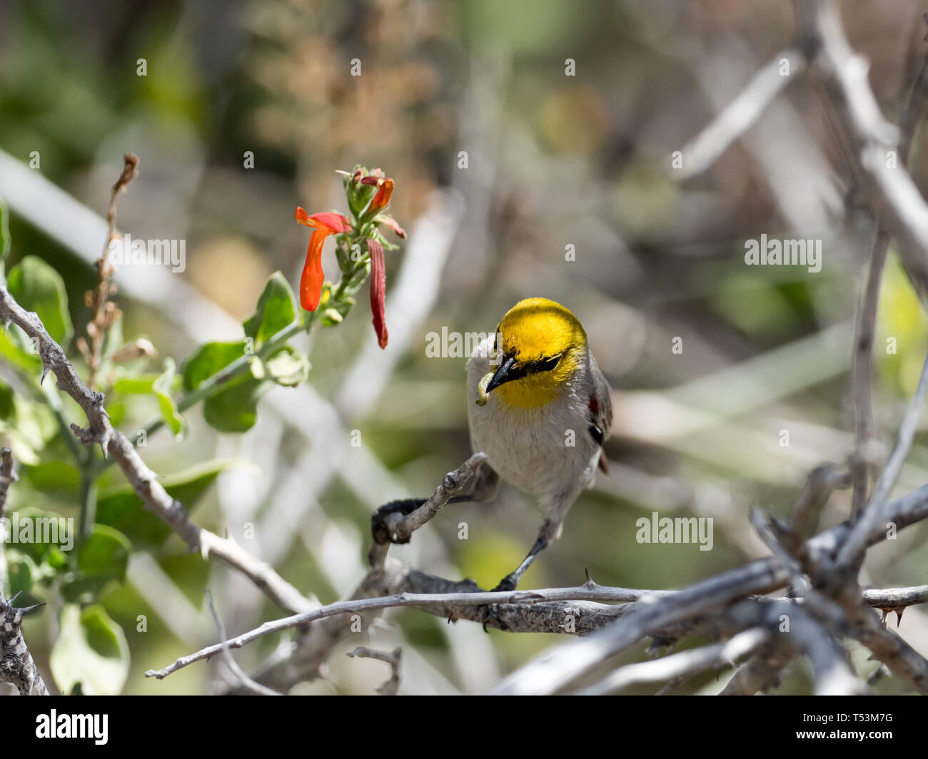 Verdin, Auriparus flaviceps, a common desert bird of the Baja Peninsula ...