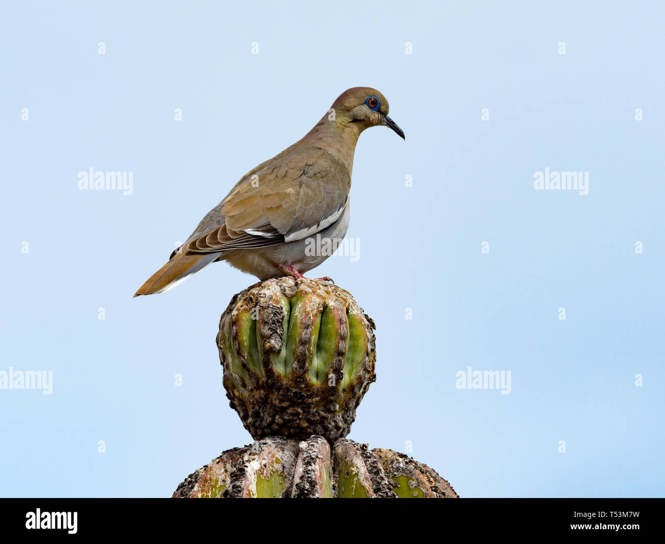 White-winged Dove, Zenaida asiatica, a common desert bird of the Baja ...