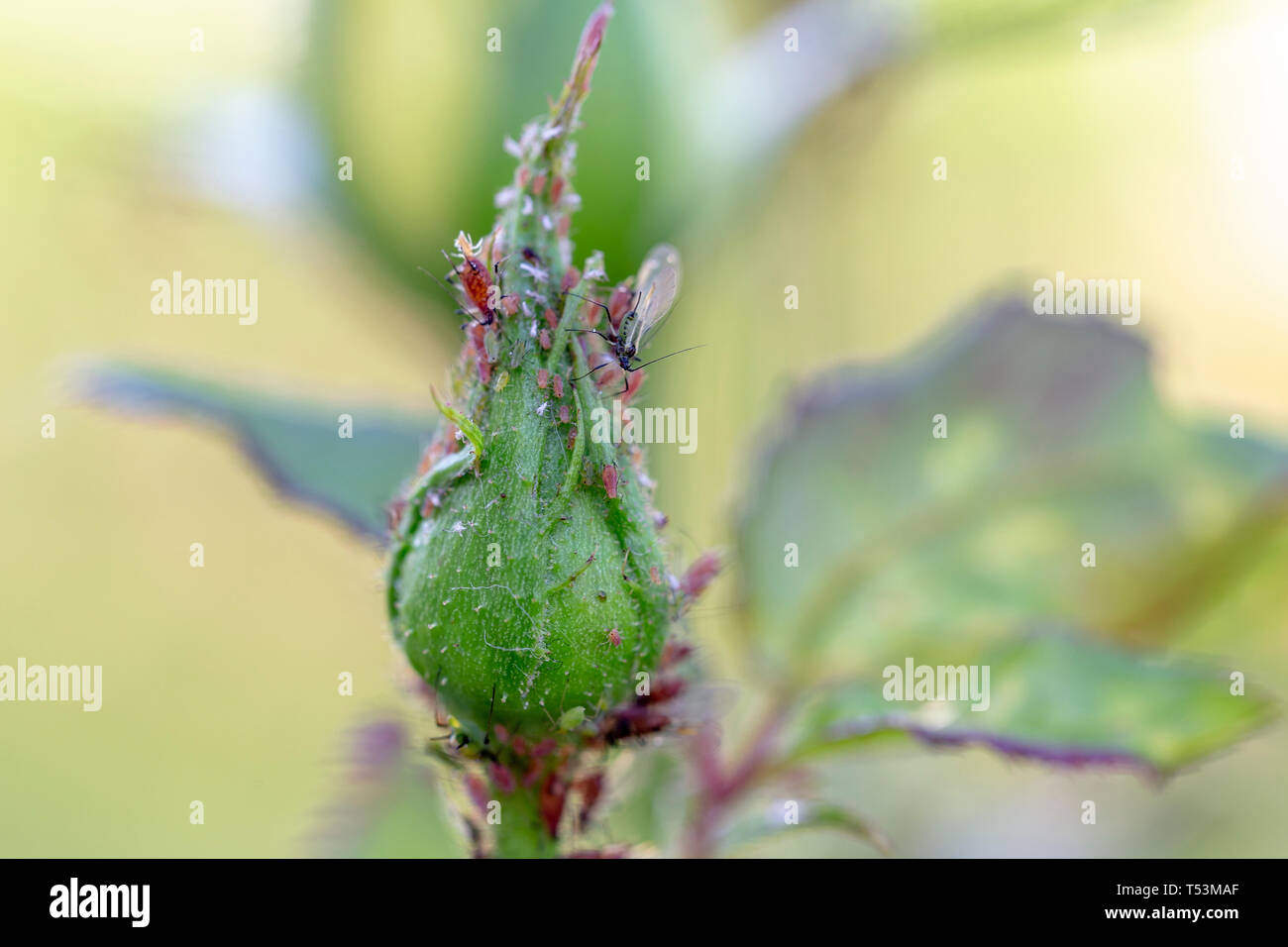 Rose bud covered with aphids of the family aphidoidea, pest of roses ...